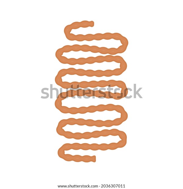 Human Small Intestine Icon Digestive Organ Stock Vector (Royalty Free ...
