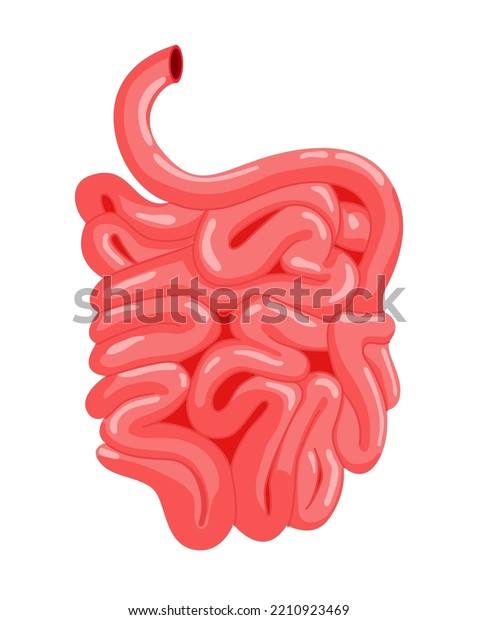 Human Small Intestine Vector Illustration Internal Stock Vector ...