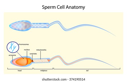 Human Sperm Cell Anatomy Illustration Stock Vector (Royalty Free ...