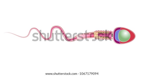 Human Sperm Cell Anatomy Structure Spermatozoon 库存矢量图(免版税)1067179094 Human Sperm Cell Anatomy Structure Spermatozoon 库存矢量图(免版税)1067179094