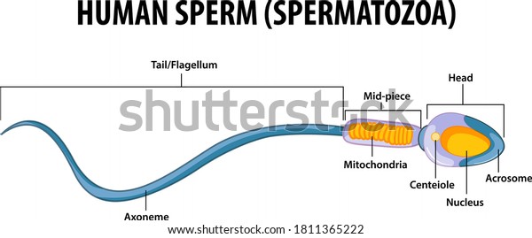 Human Sperm Spermatozoa Cell Structure Illustration Stock Vector ...