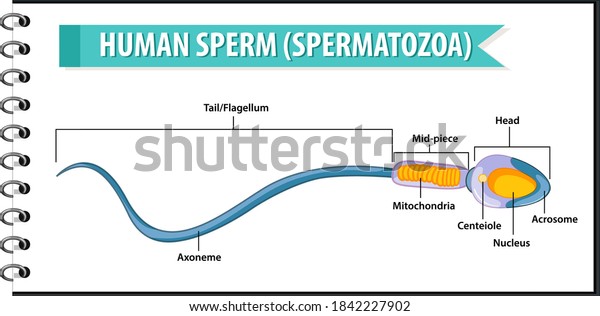 Human Sperm Spermatozoa Cell Structure Illustration Stock Vector ...