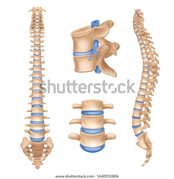 Human Spine Anatomy Chart Vertebral Column Stock Vector (Royalty Free ...