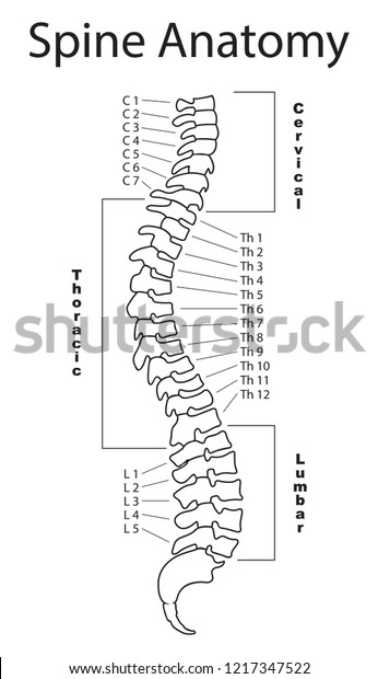 Human Spine Description All Regions Segments Stock Vector (Royalty Free ...