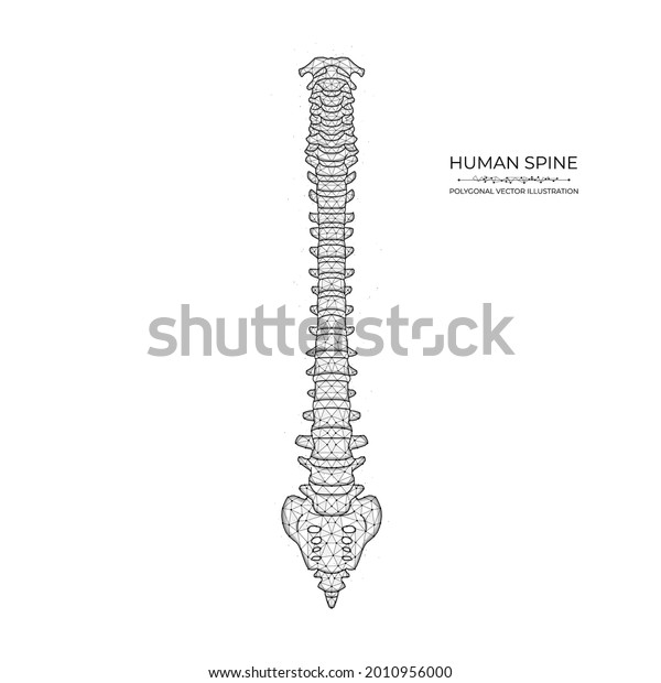 Human Spine Diagram Low Poly Art Stock Vector (Royalty Free) 2010956000 ...