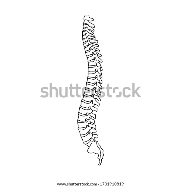 Human Spine Drawn By Lines On Stock Vector (Royalty Free) 1731910819