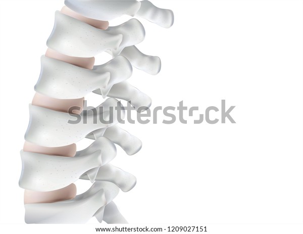 Human Spine Image Realistic Shows Medical Stock Vector (Royalty Free ...