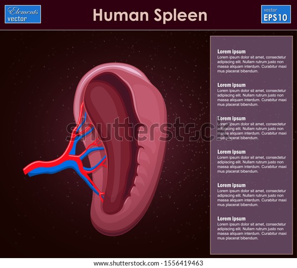 Human Spleen Anatomy Vector Illustration Stock Vector (Royalty Free ...