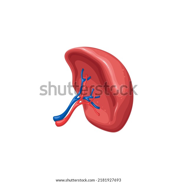 Human Spleen Vector Illustration Cartoon Isolated 库存矢量图（免版税）2181927693 ...