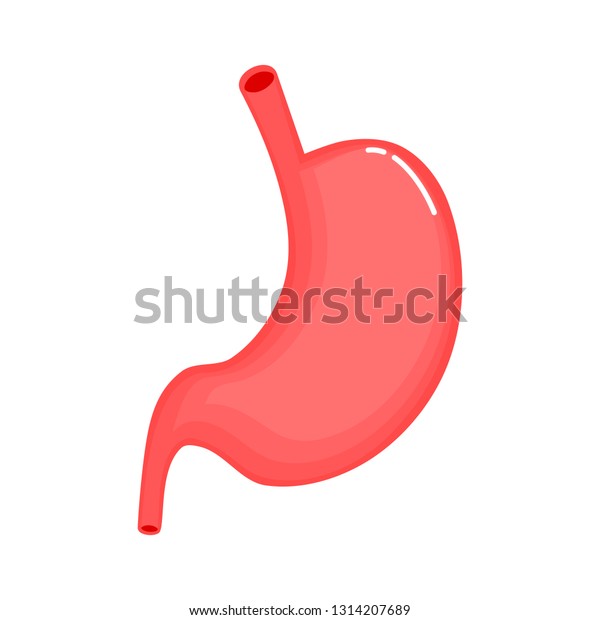 Human Stomach Anatomy Icon Flat Cartoon Stock Vector (Royalty Free ...