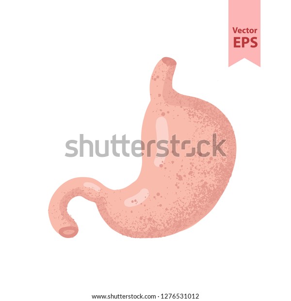 Vektor Stok Human Stomach Anatomy Vector Illustration Organs (Tanpa ...