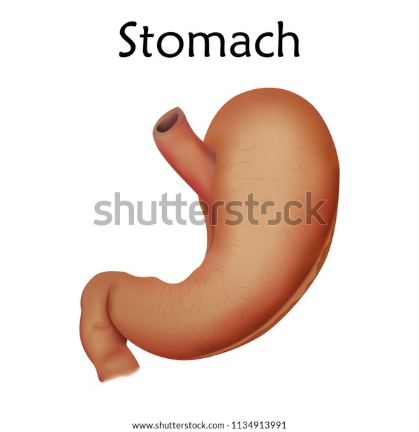 Human Stomach Anatomy Vector Realistic Illustration Stock Vector ...
