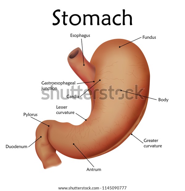 Stock vektor „Human Stomach Description Anatomy Vector Realistic“ (bez ...