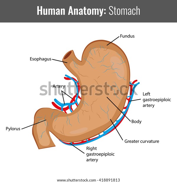 Human Stomach Detailed Anatomy Vector Medical Stock Vector (Royalty ...