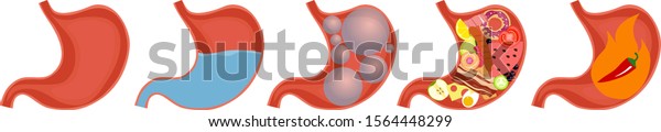 3,726 On An Empty Stomach Images, Stock Photos & Vectors | Shutterstock