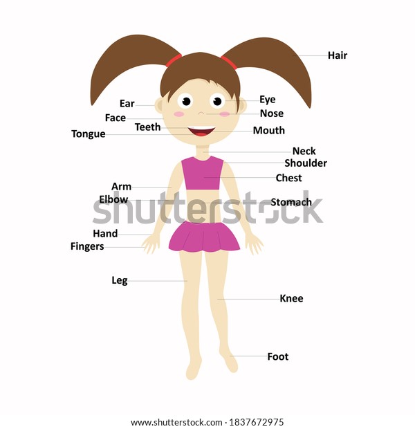 Human Structure Children Vector Illustration Stock Vector (Royalty Free ...