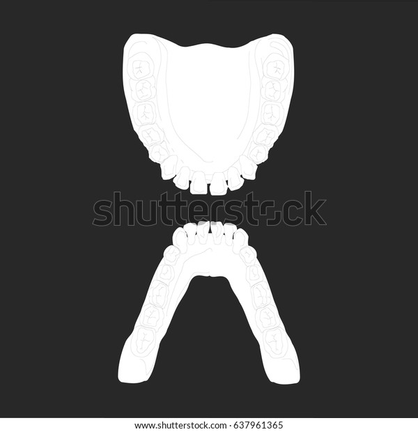 Human Teeth Human Jaw Location Teeth Stock Vector (Royalty Free ...