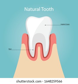 Human Teeth Vector Illustration Tooth: เวกเตอร์สต็อก (ปลอดค่าลิขสิทธิ์ ...