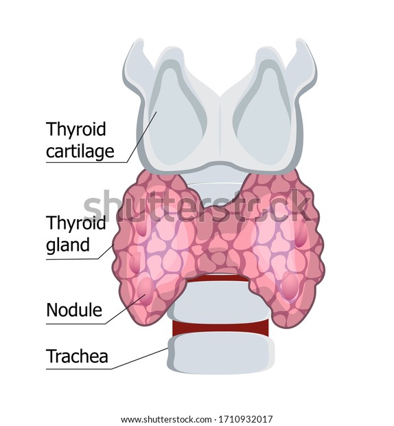 Human Thyroid Gland Isolated On White Stock Vector (Royalty Free ...