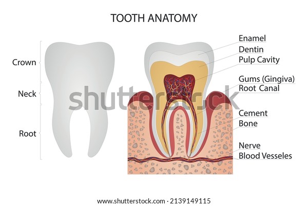 2,714 Human Teeth Diagram Images, Stock Photos & Vectors | Shutterstock