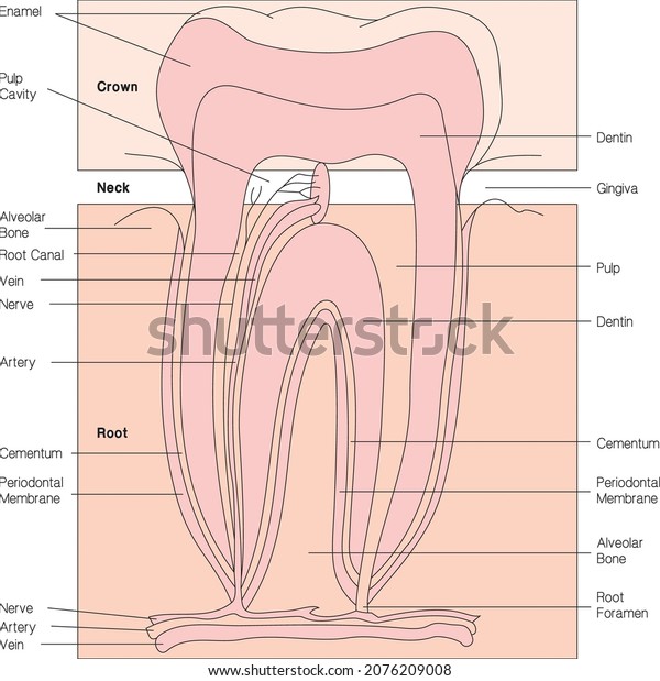 3 Layers Of Teeth Diagram Human Tooth Structure Cross Section Anatomy ...