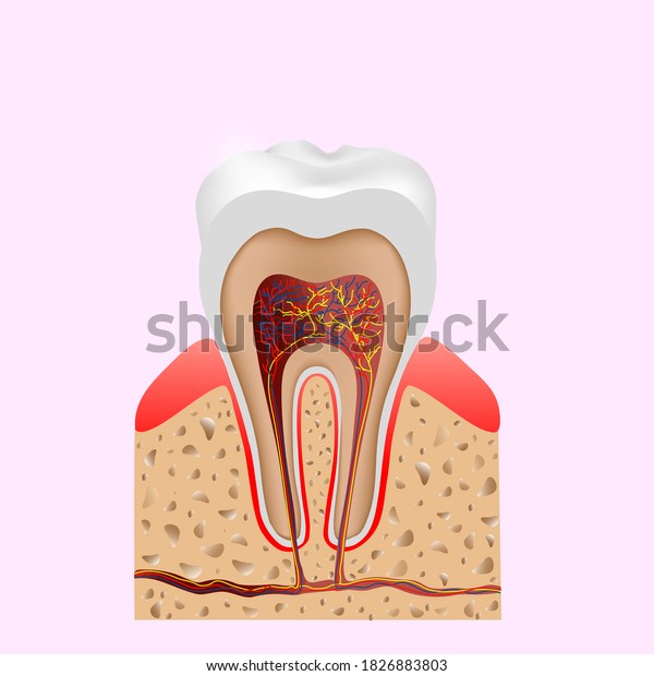 Human Tooth Structure Vector Diagram Dental Concept Education Poster