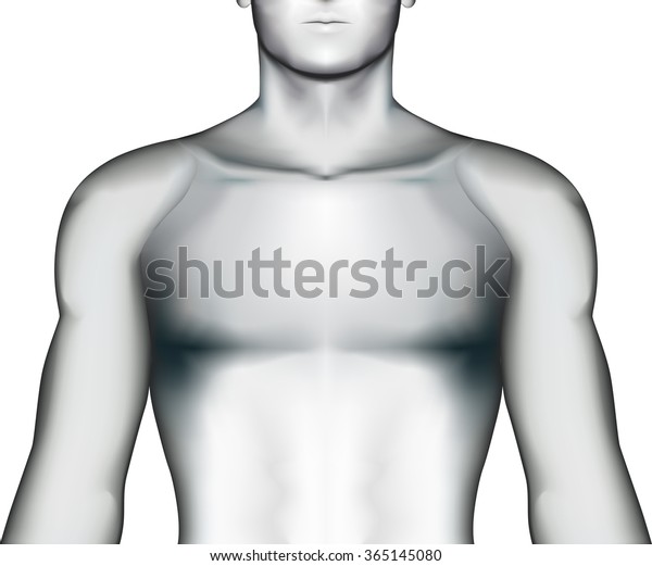 Torso humano sobre fondo blanco, vector