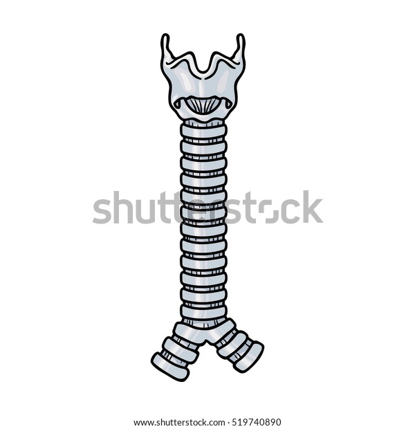 Human Trachea Icon Cartoon Style Isolated: เวกเตอร์สต็อก (ปลอดค่า ...