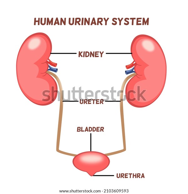 Human Urinary Anatomy System Picture Shows Stock Vector (Royalty Free ...