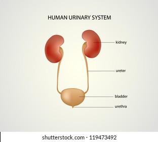 Human Urinary System Stock Vector (Royalty Free) 119473492 | Shutterstock