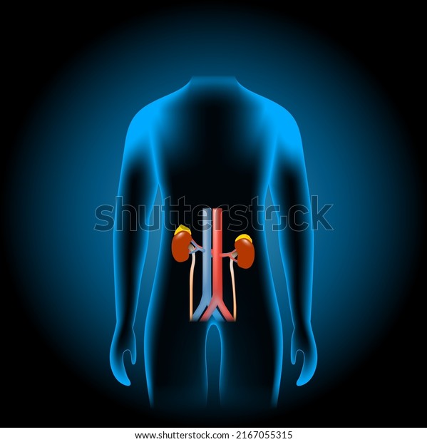 Human Urinary System Consists Kidneys Renal: เวกเตอร์สต็อก (ปลอดค่า ...