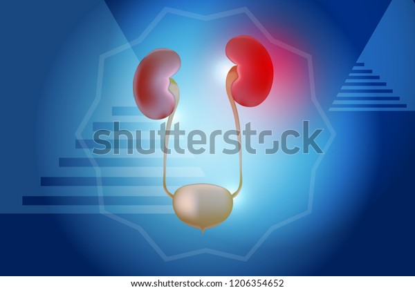Human Urinary System On Blue Background Stock Vector (Royalty Free ...