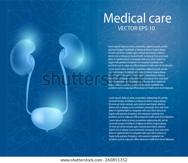 Human Urinary System On Blue Background: vector de stock (libre de ...