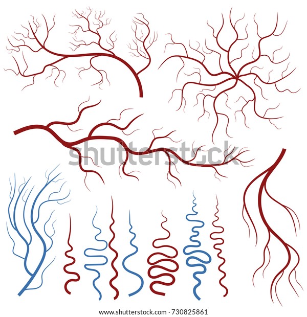 Human Veins Anatomy Vessels Set Blood Stock Vector (Royalty Free ...