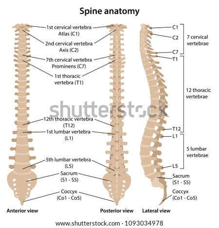 Human Vertebral Column Front Profile Back Stock Vector (Royalty Free ...