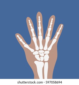 Human Wrist Hands Bones Vector Stock Vector (Royalty Free) 597058694 ...