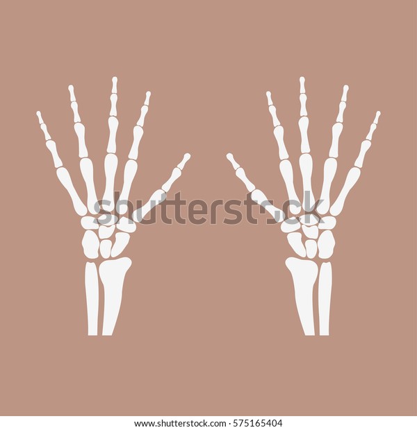 Human Wrist Hands Bones Vector Stock Vector (Royalty Free) 575165404