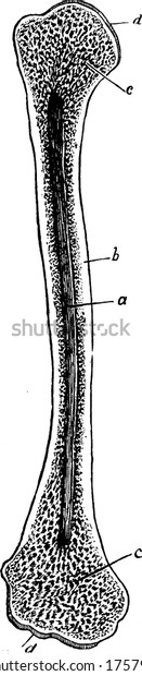 Humerus Cut Open Parts Labelled B Stock Vector (Royalty Free ...