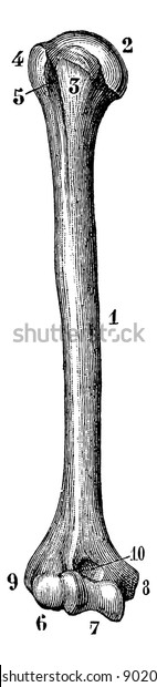 Humerus Right Side Front Face Vintage Stock Vector (Royalty Free ...