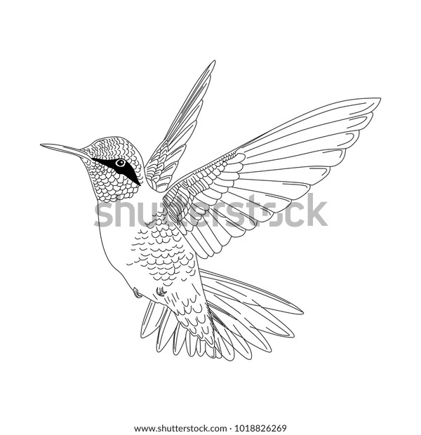 Humming Bird Hand Drawn Line Art Stock Vector (Royalty Free) 1018826269 ...