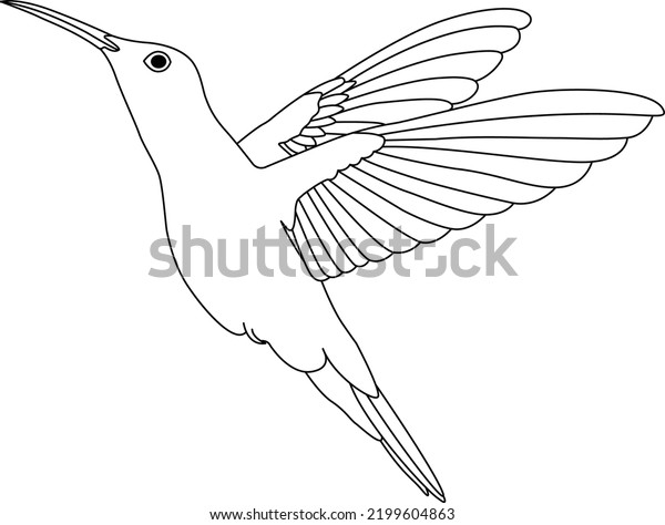 Humming Bird Outline Coloring Book Hand Stock Vector (Royalty Free ...