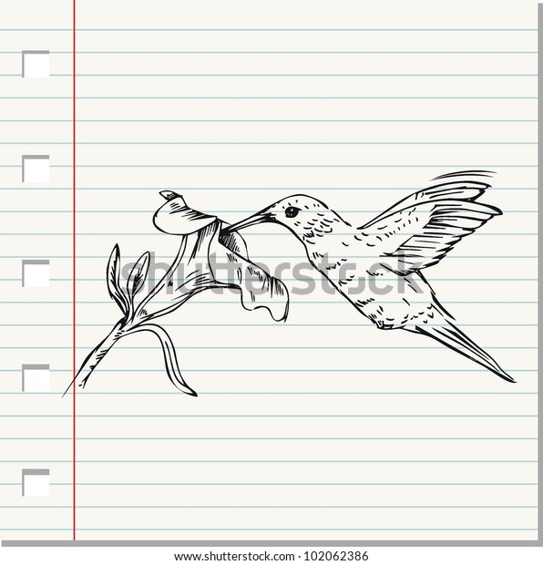 Hummingbird Doodle Stock Vector (Royalty Free) 102062386