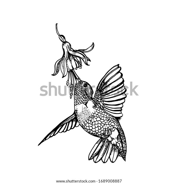 Hummingbird Flower Hand Drawing Vector Illustration: stockvector ...