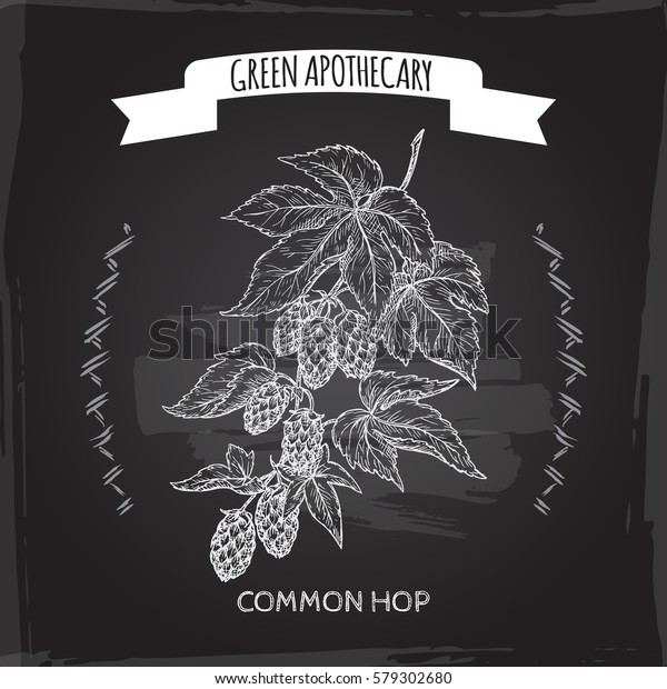 Humulus Lupulus Aka Common Hop Sketch Stock Vector (Royalty Free ...