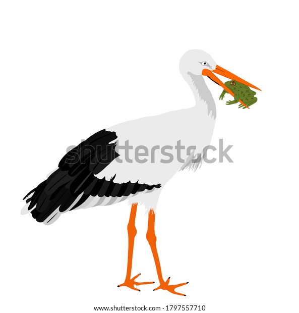 Hunting Stork Eating Frog Vector Illustration Stock Vector (Royalty ...