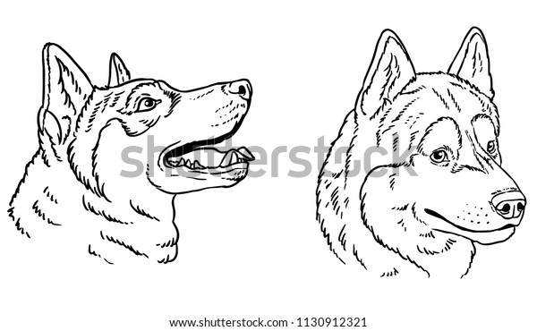 Husky Head Outline Stock Vector (Royalty Free) 1130912321