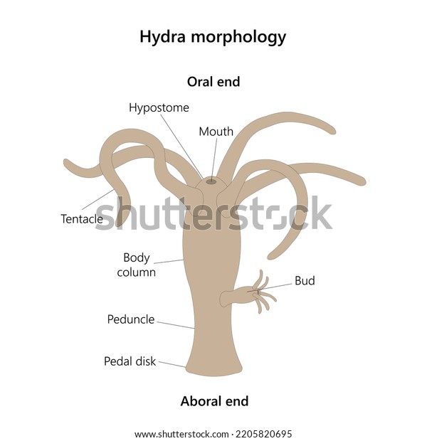 Hydra Morphology Vector Illustration Isolated On Stock Vector (Royalty ...