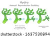 16+ Thousand Hydra Royalty-Free Images, Stock Photos & Pictures ...