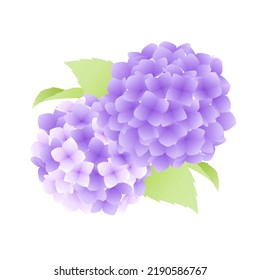 Hydrangea Icon Style Illustration Drawn Vector Stock Vector (Royalty ...