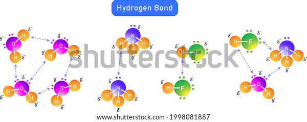 Vektor Stok Hydrogen Bond Between Water Molecules Between (Tanpa ...